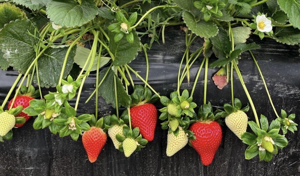 Perspectives From Fruit Logistica 2024: Angus Soft Fruits