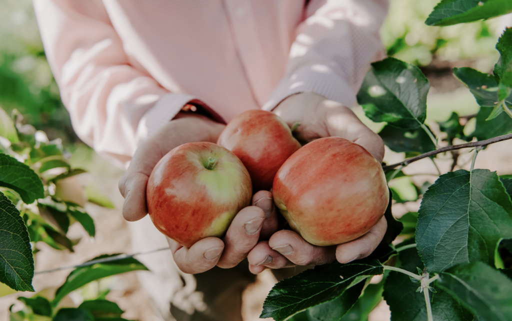 New non-browning apple approved by Canadian officials