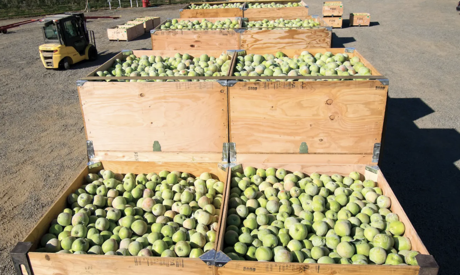New non-browning apple approved by Canadian officials