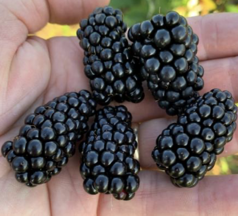 Precision breeding creates more resilient berries