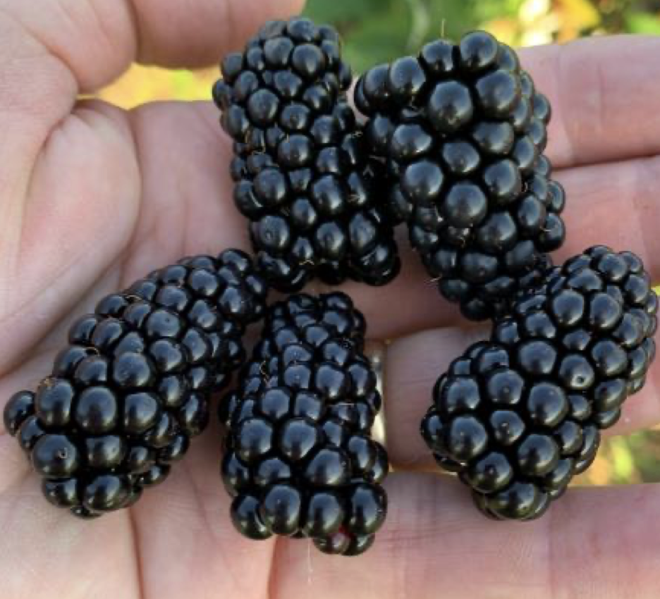 GPG brings new primocane blackberry to the market