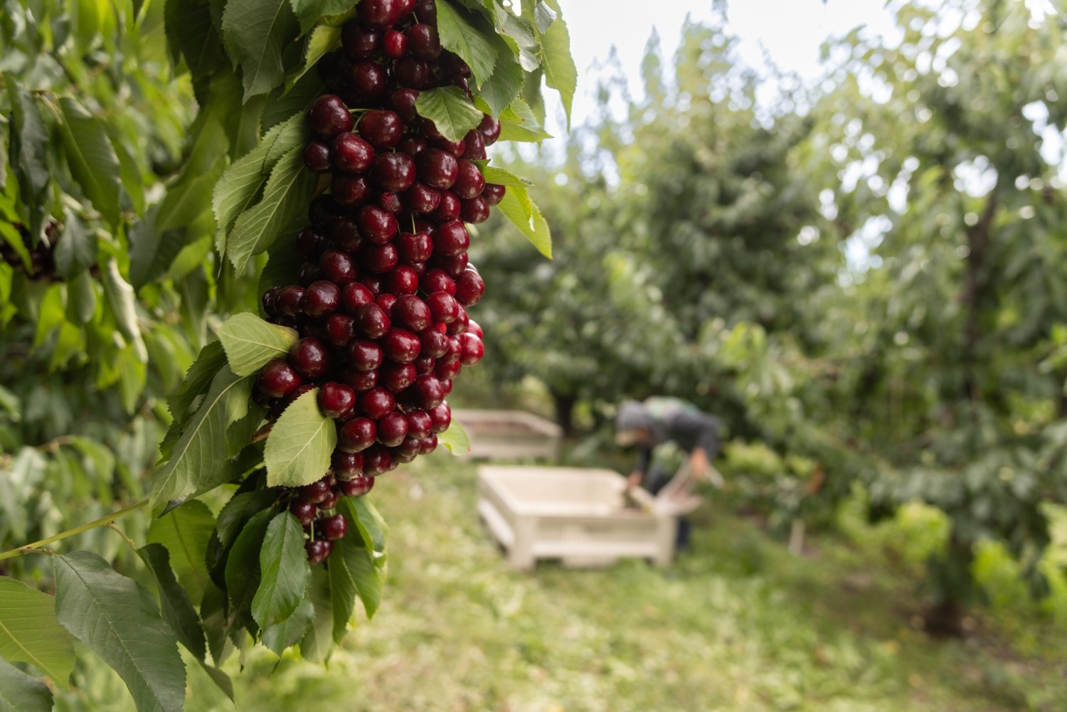 Cherry growers await ‘super’ season for Pacific Northwest