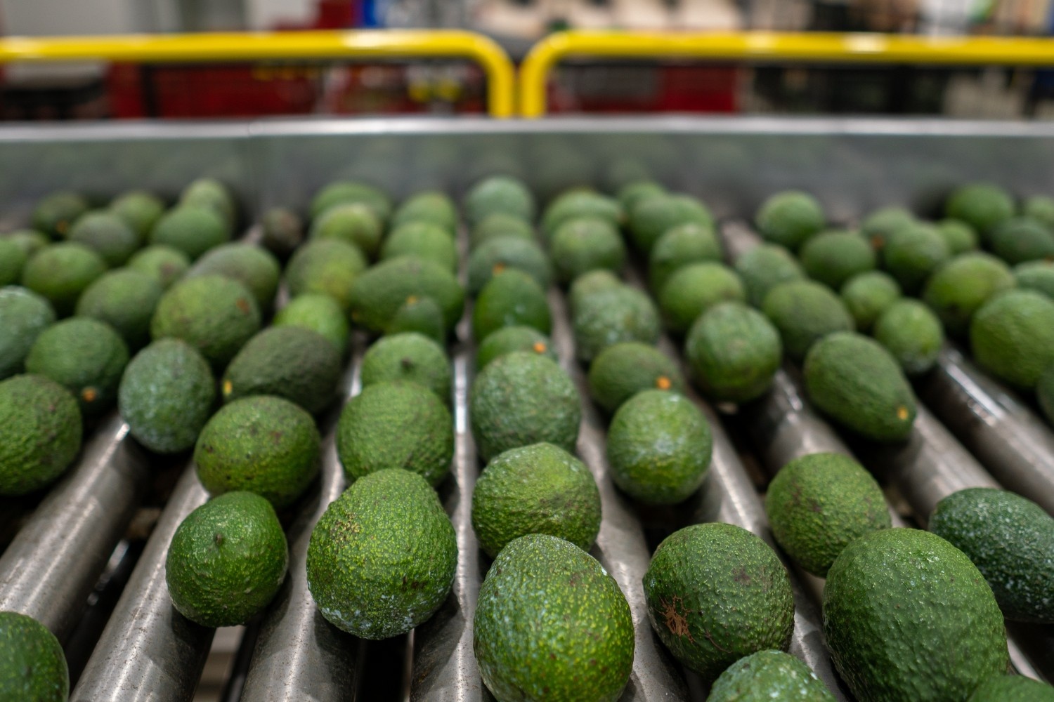 Holidays boost avocado retail sales