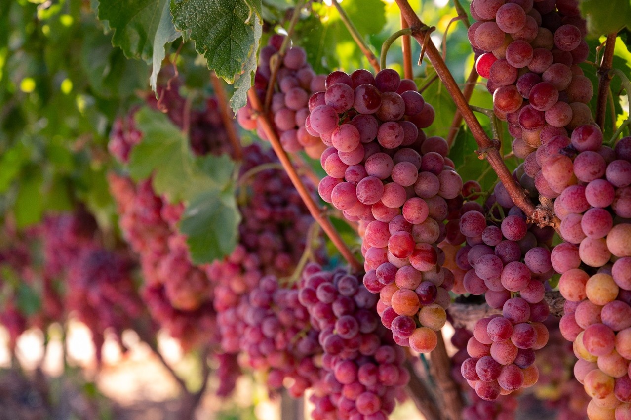 Strong start for 2025-26 California table grape season