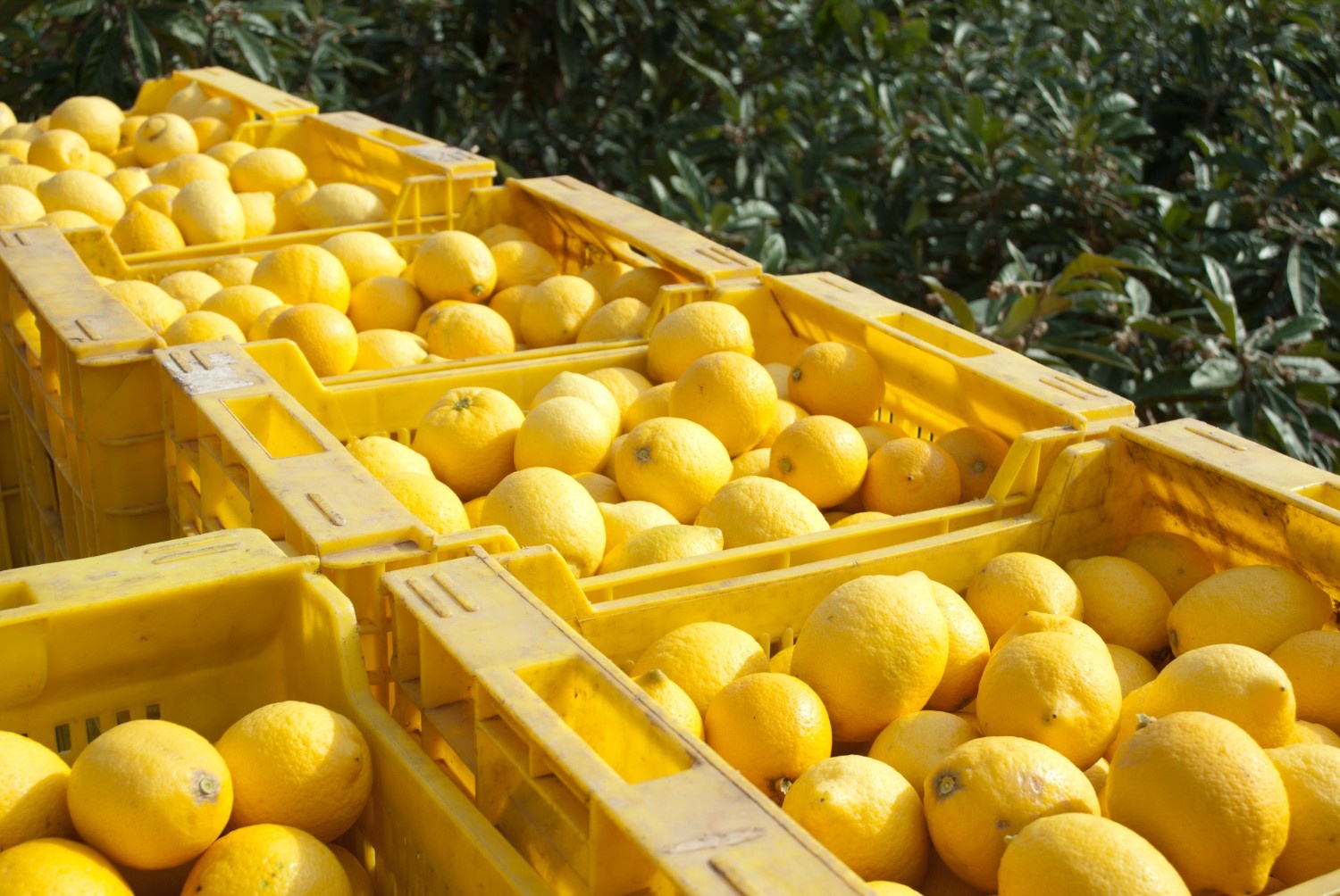 Global lemon production projected to grow