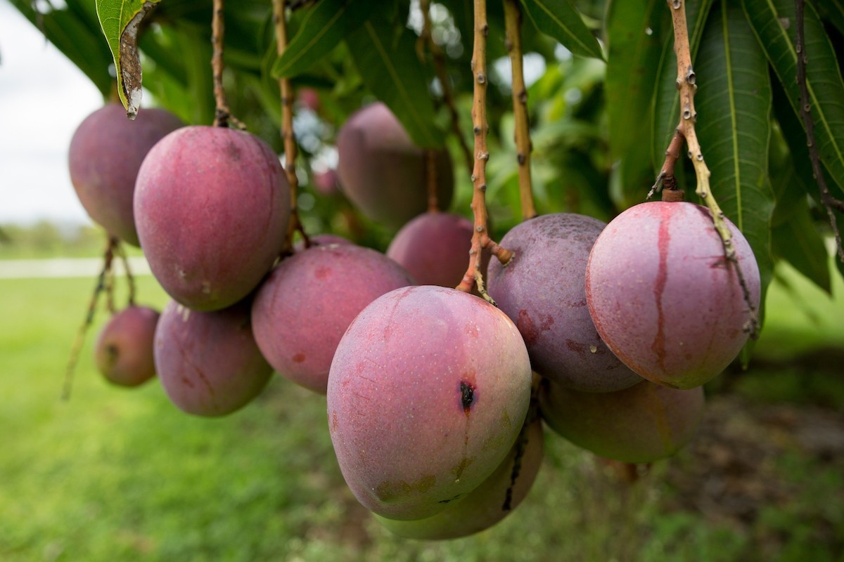 Mango export market to see volume uptick