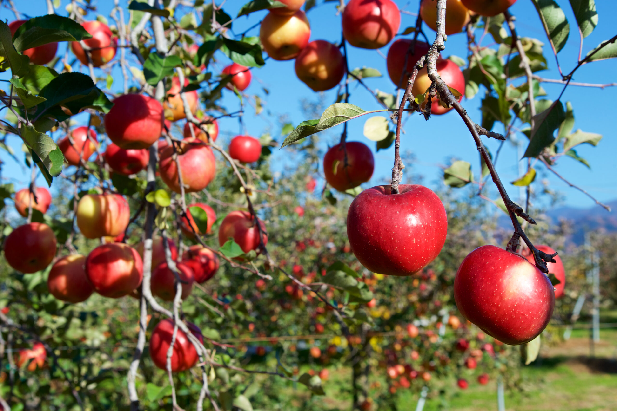 Oppy welcomes fresh crop apples and year-round offerings