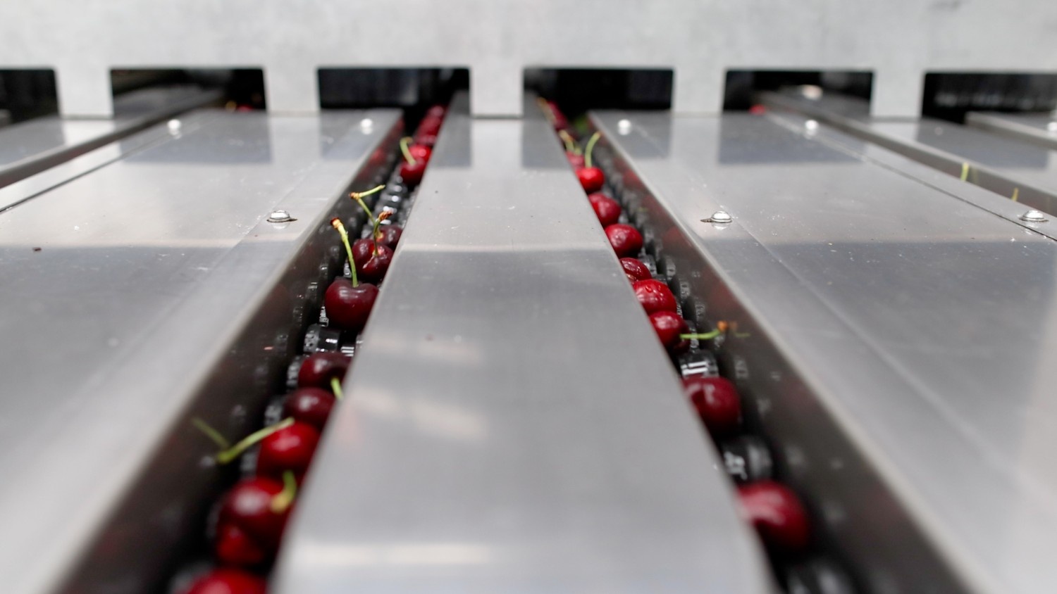 Efficiency and profitability in cherry packhouses with Tomra