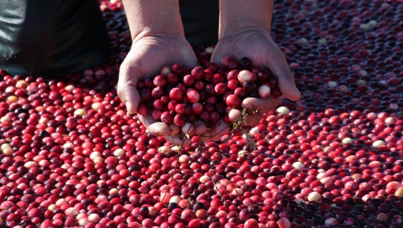 The growth of the only cranberry producers outside North America