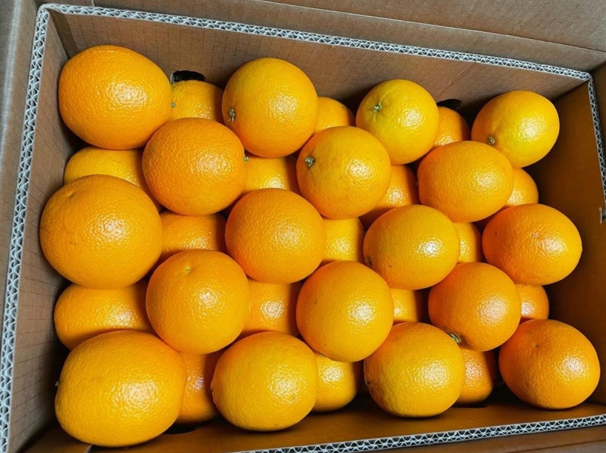 Higher citrus volumes from Southern Hemisphere expected in US