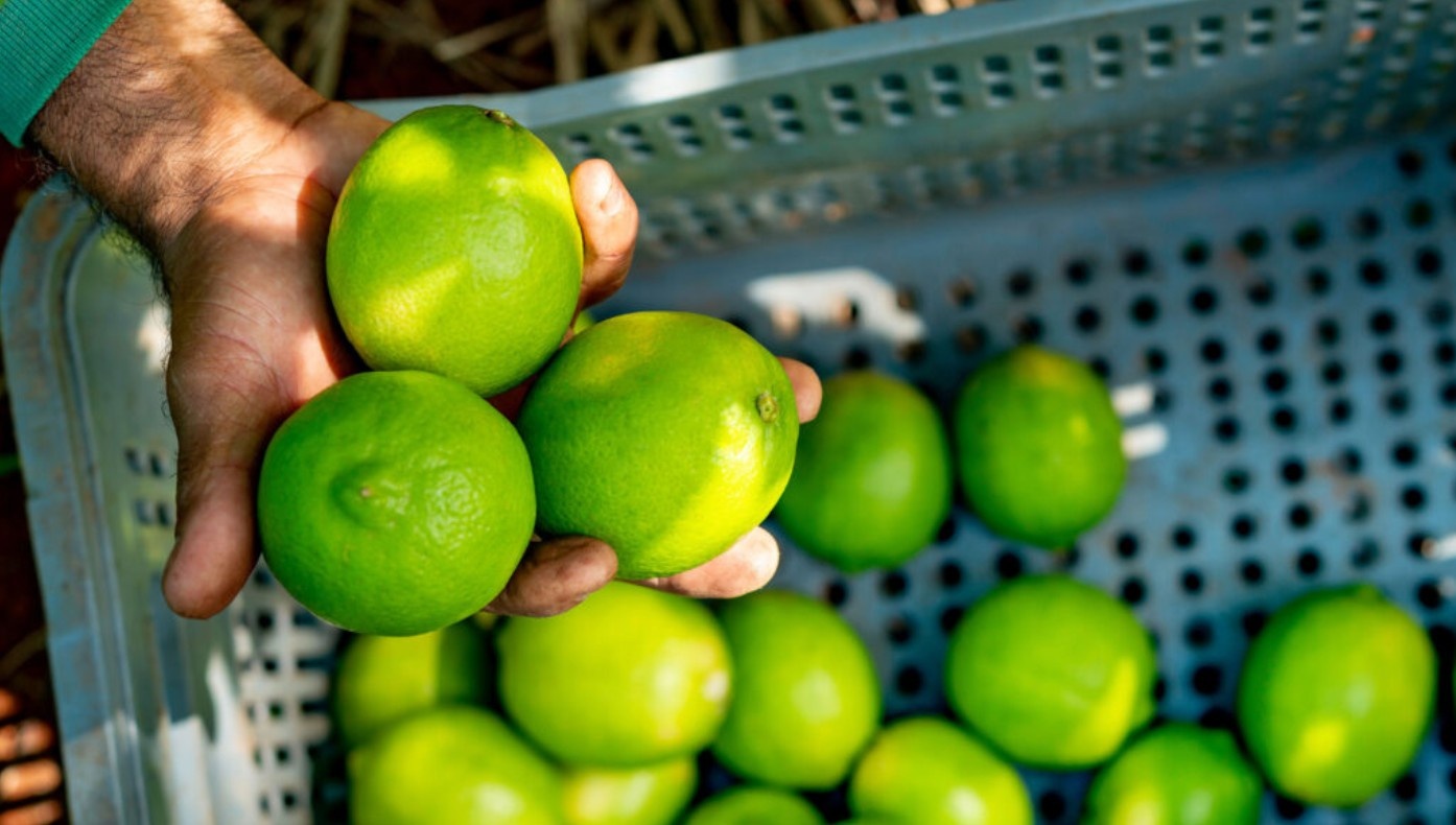 Big projections for Peru's Tahiti lime industry
