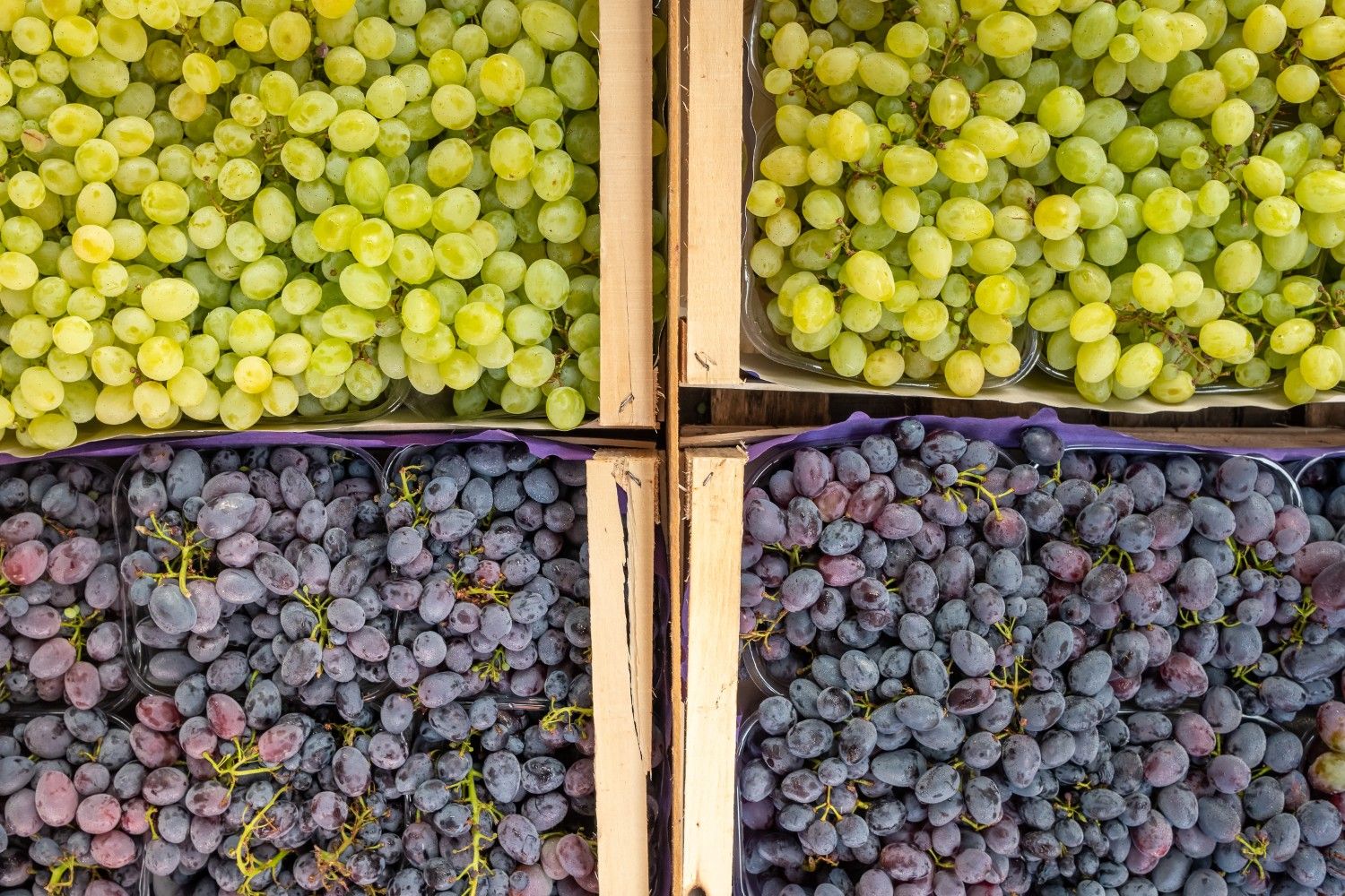 Positive outlook for California table grapes in 2024