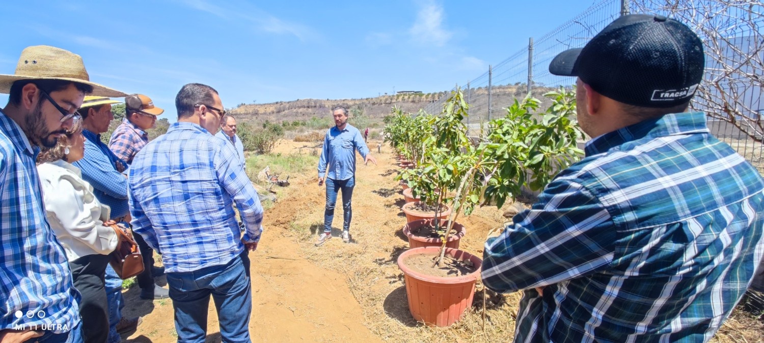 Mexican growers get green light to plant new avocado variety