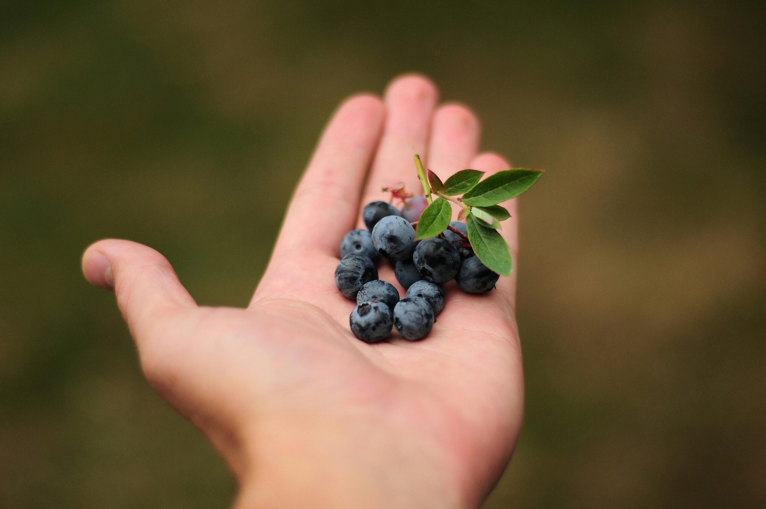 Chilean blueberry season wraps