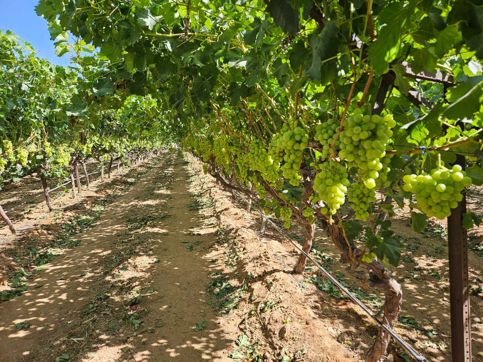 Sonora table grape estimate revised down