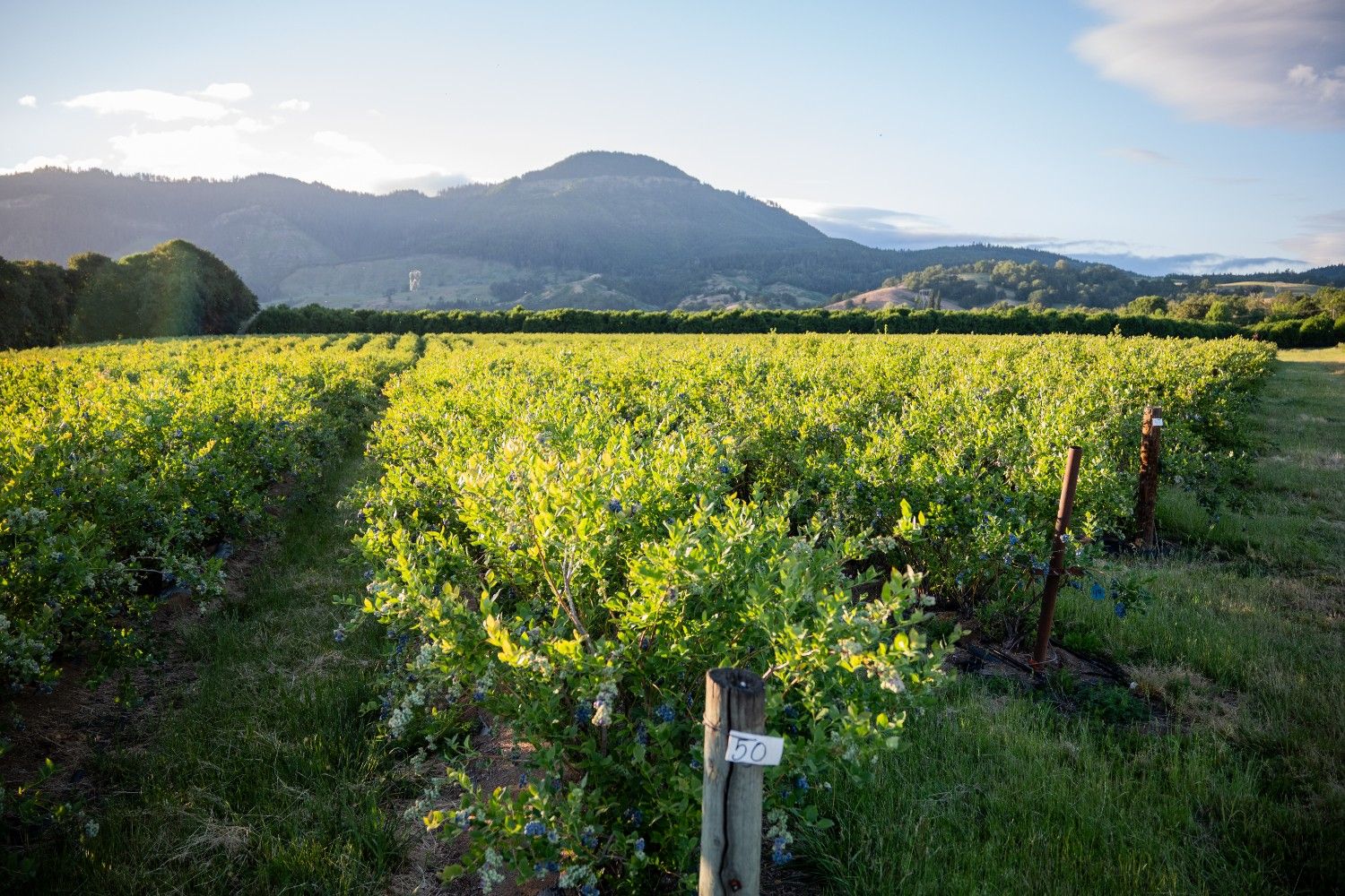 Superfresh Growers kicks off Oregon blueberry season
