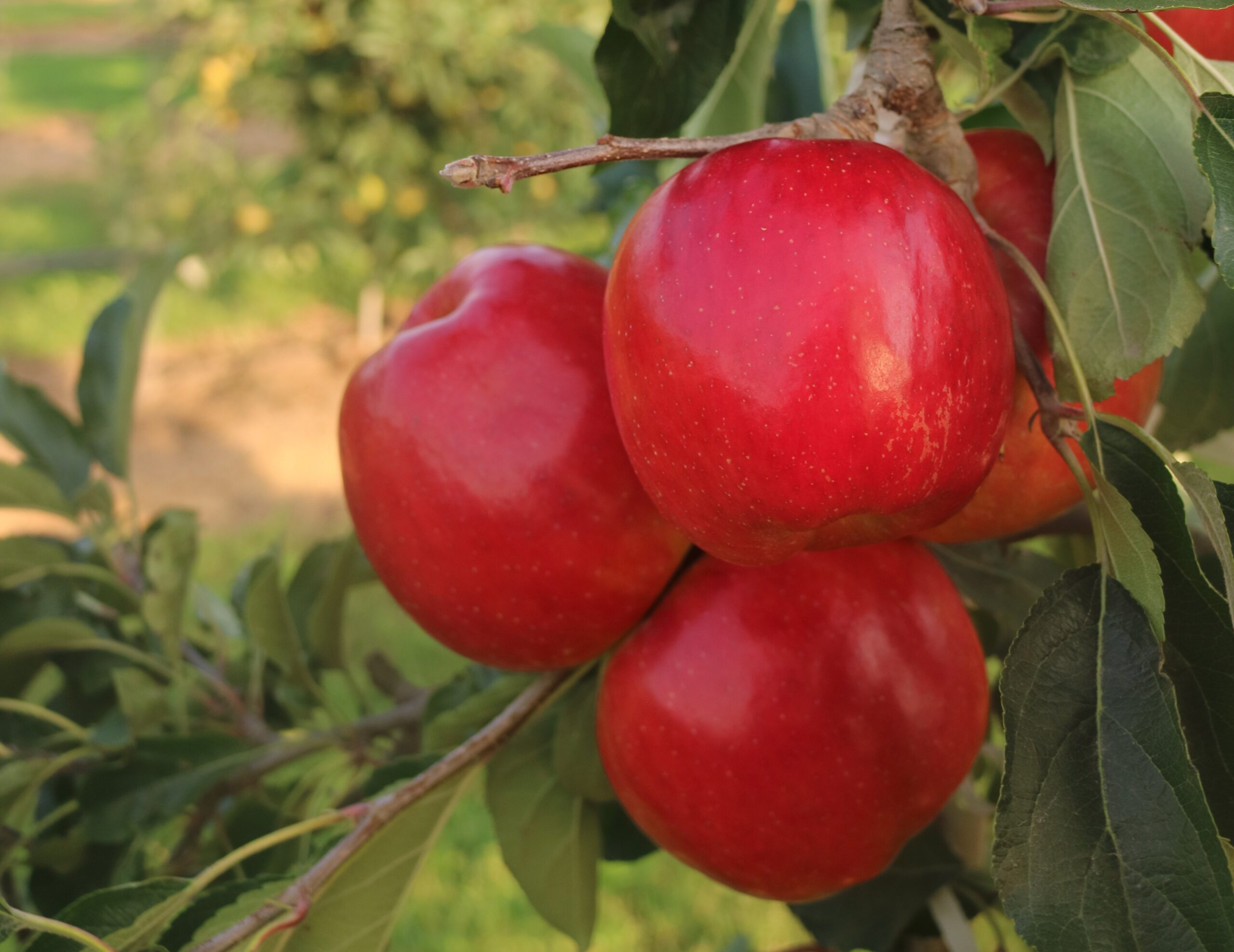 Italian Apple Apples Industry News And Analysis | Fruitnet.com