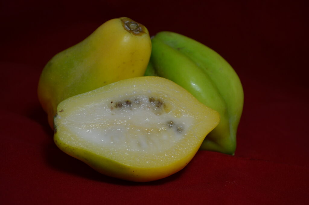 Mountain papaya: The new Chilean fruit now available in the US