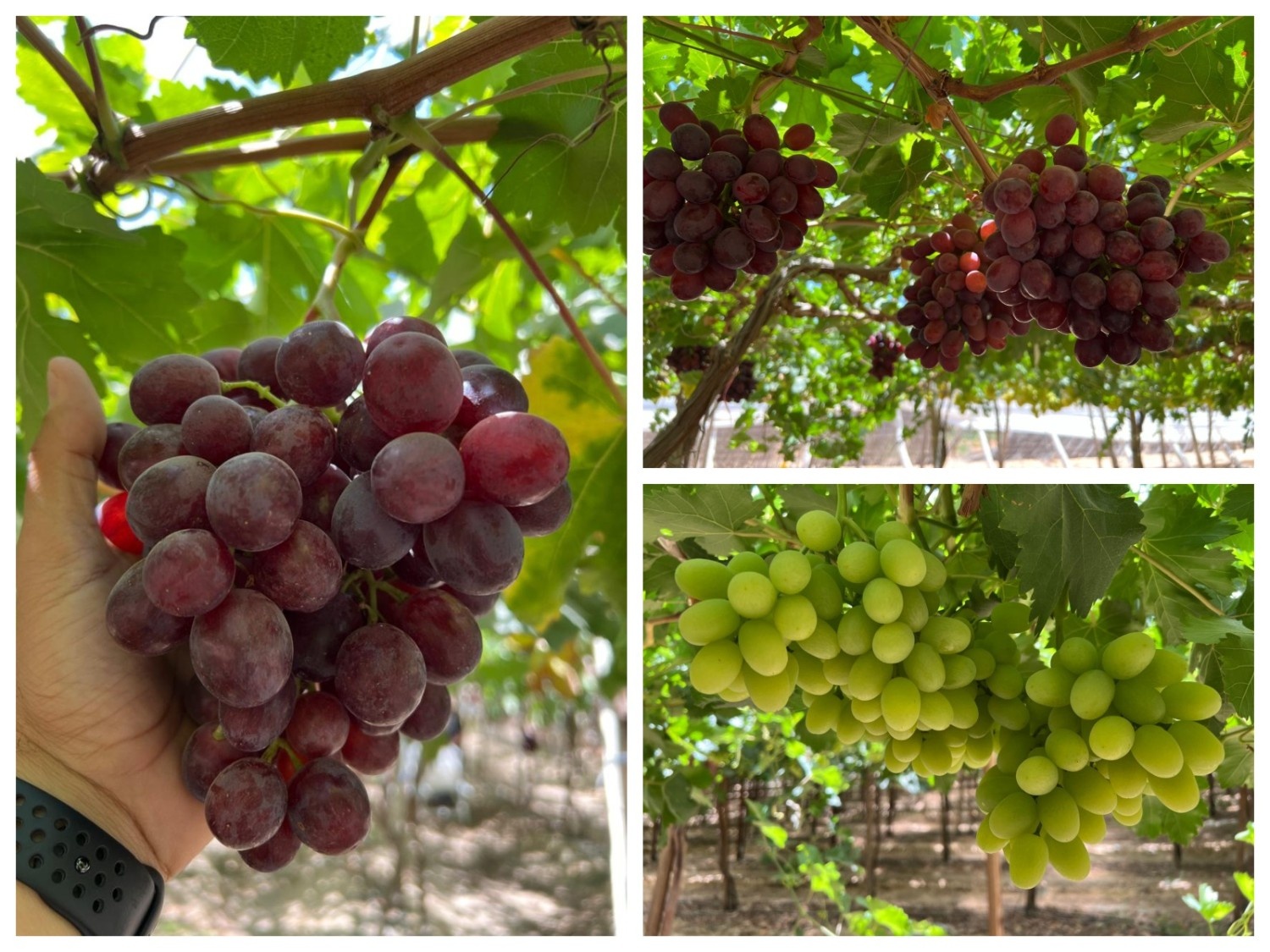 Mediterranean countries show great potential for new grape varieties