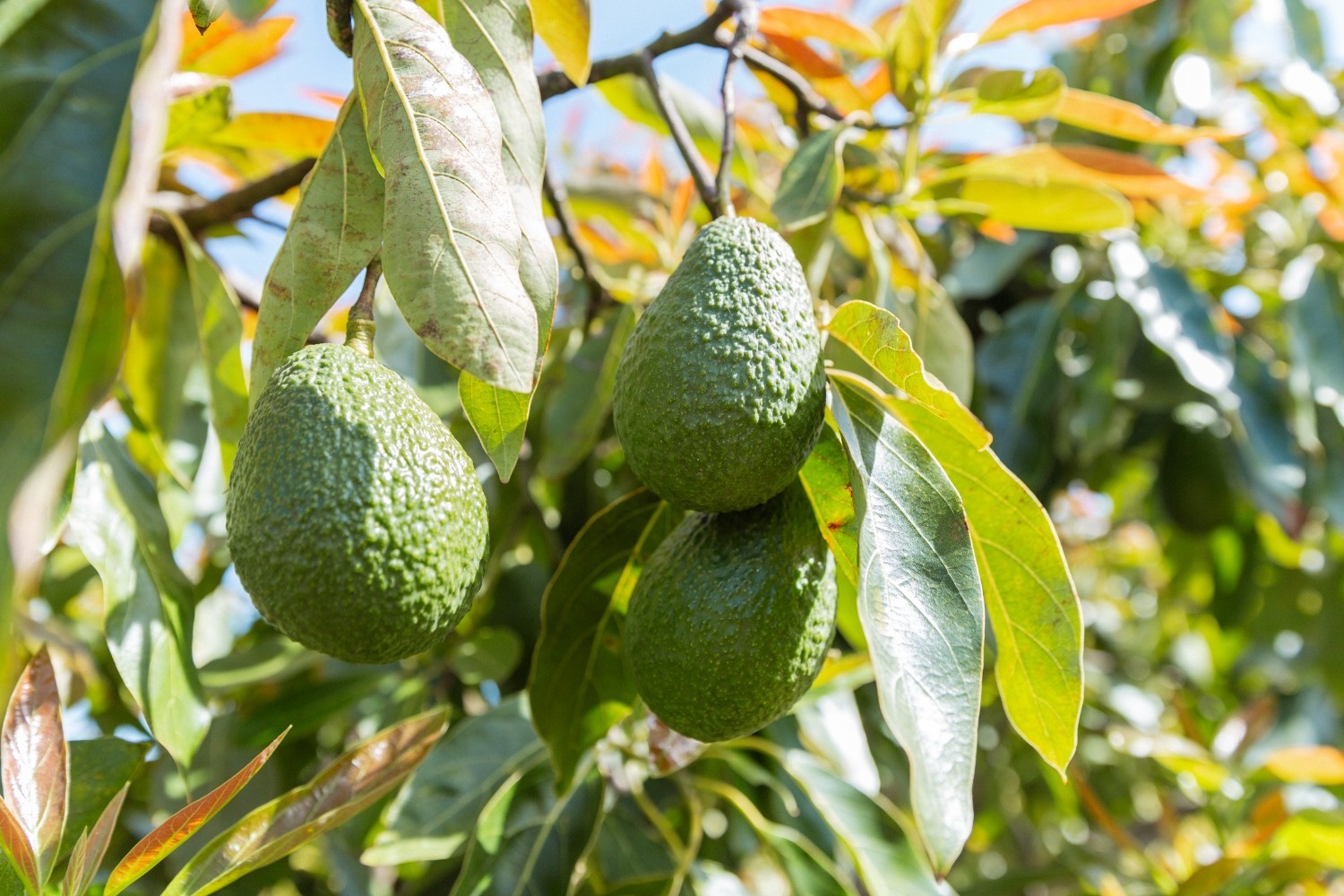 Giumarra announces expanded organic avocado program