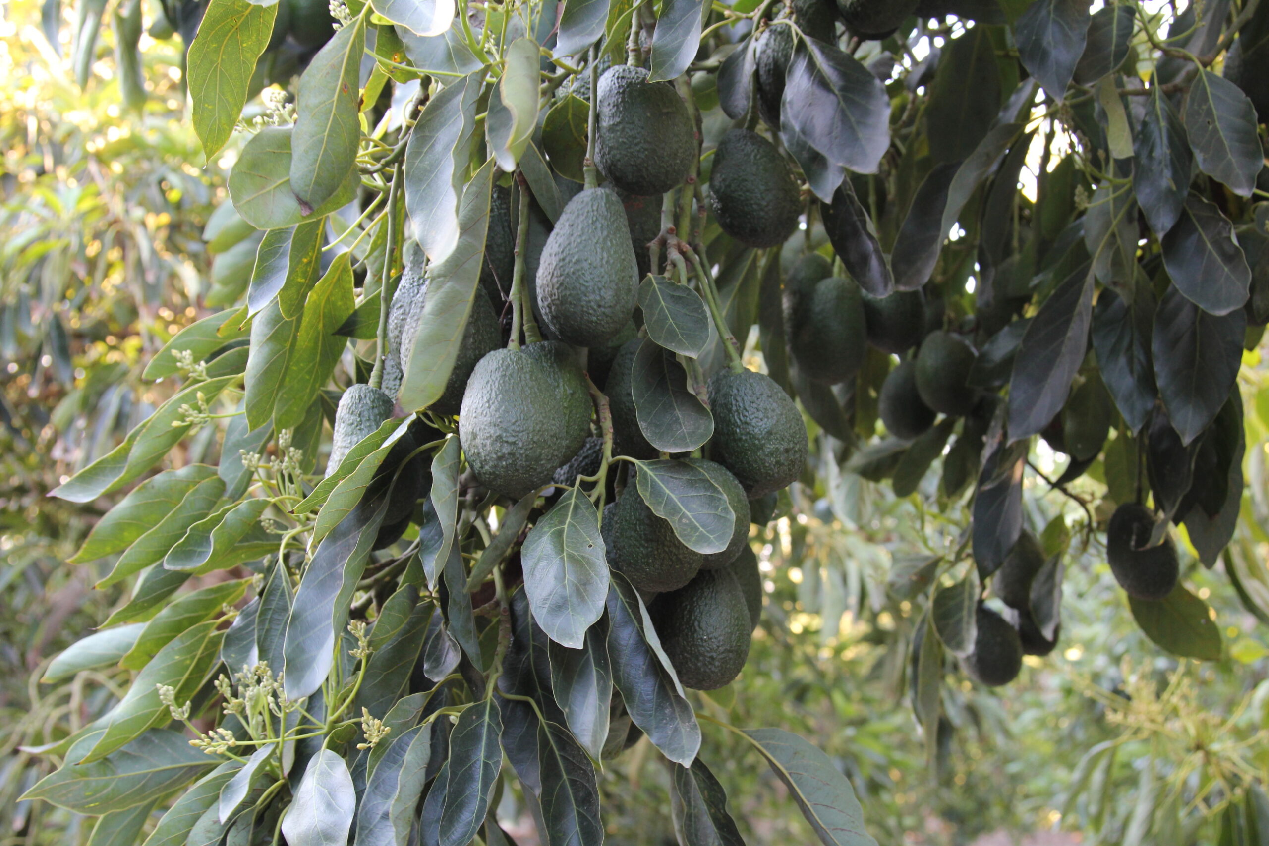 California avocado crop estimate increased to 250 million pounds
