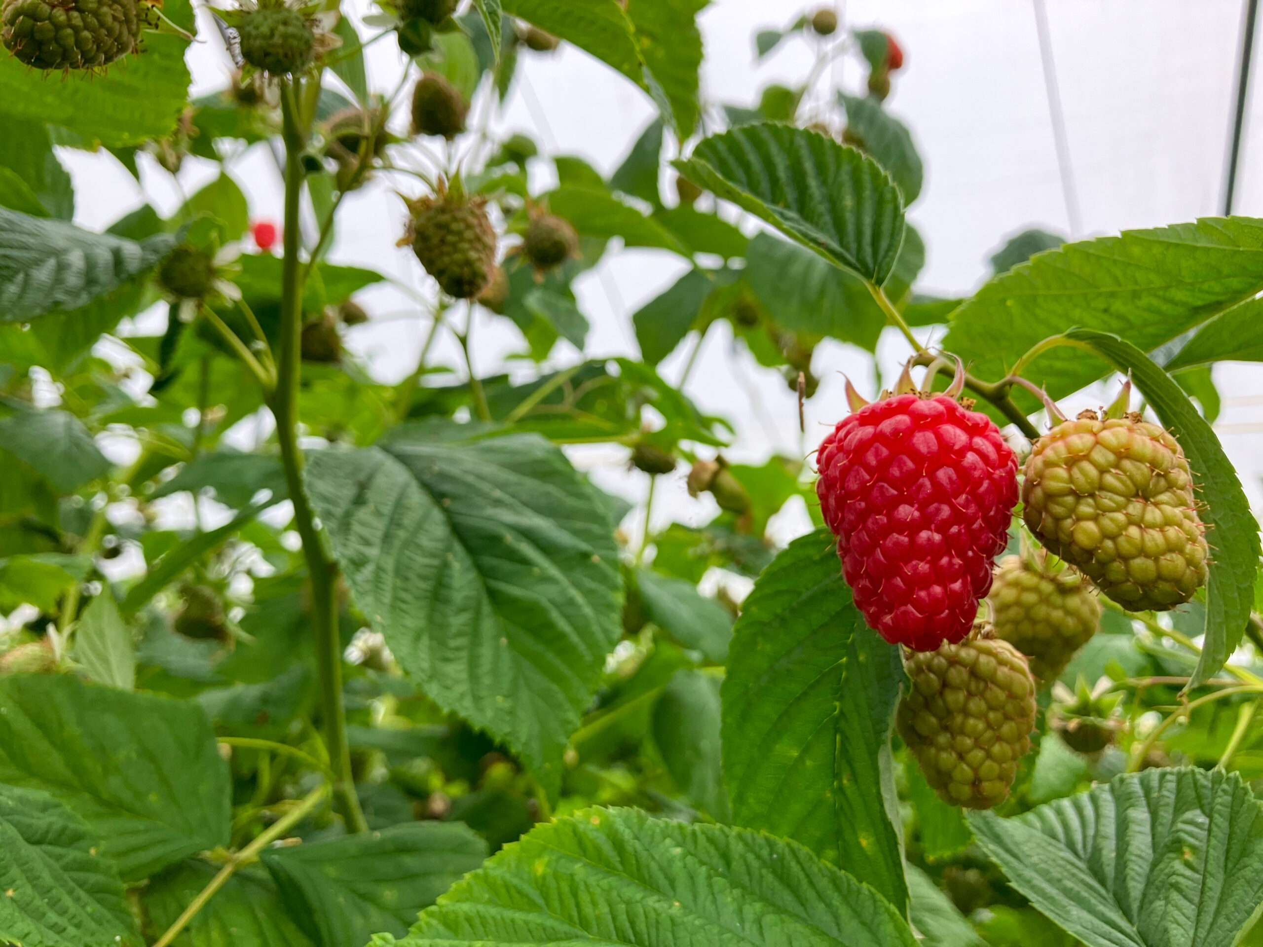BerryWorld Ruby raspberries win Superior Taste Award