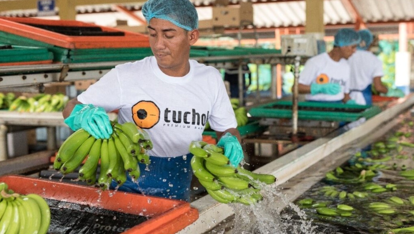 Ecuador's banana exports to rebound