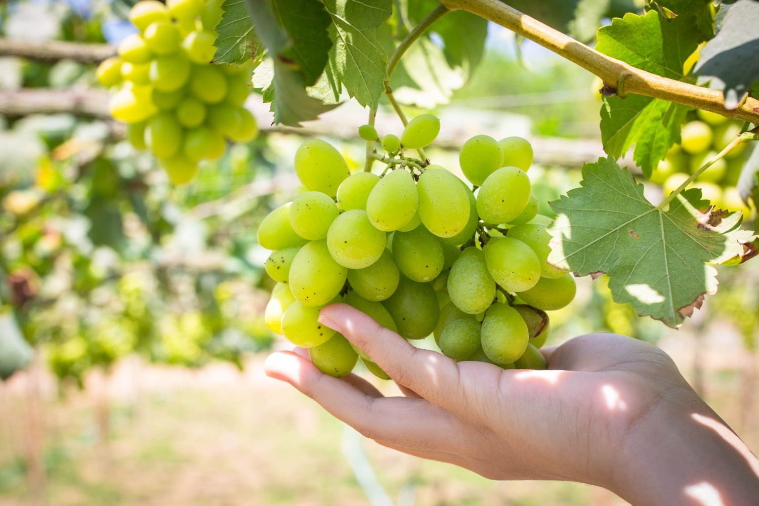 USDA and Cornell University break ground on National Grape Improvement ...