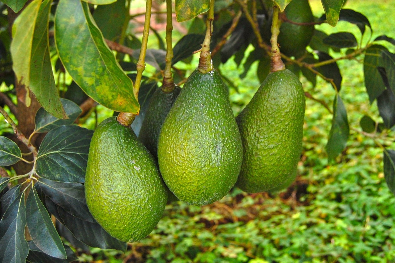 Peru expects to harvest larger and higher quality avocados