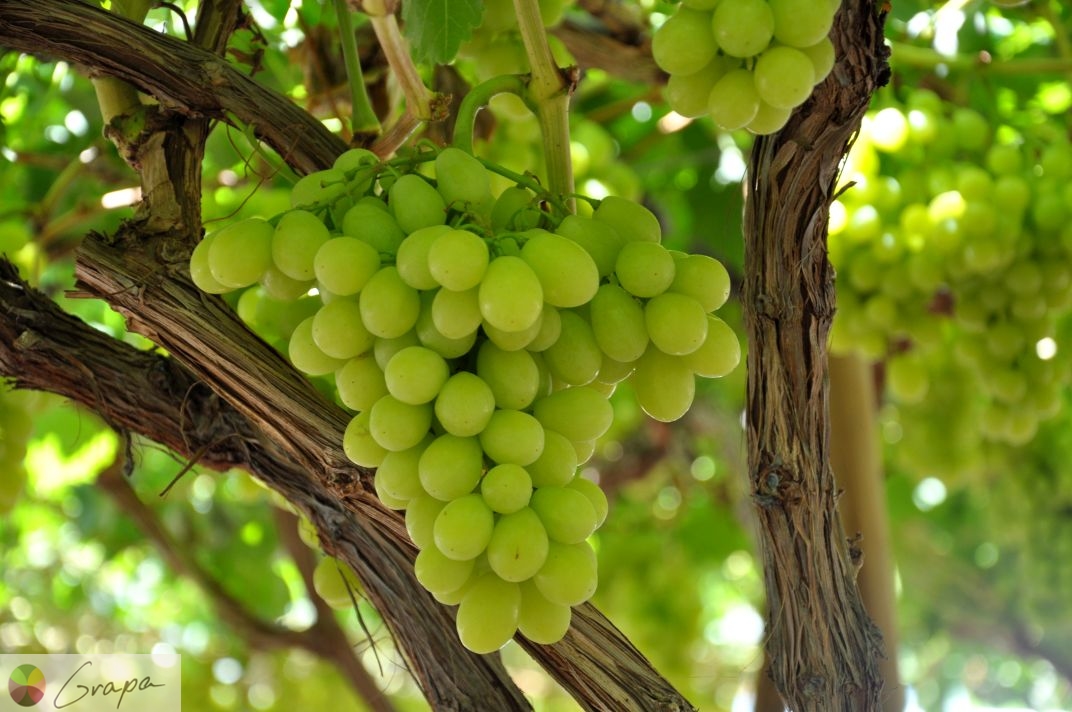 Sunridge nurseries expand their table grape program
