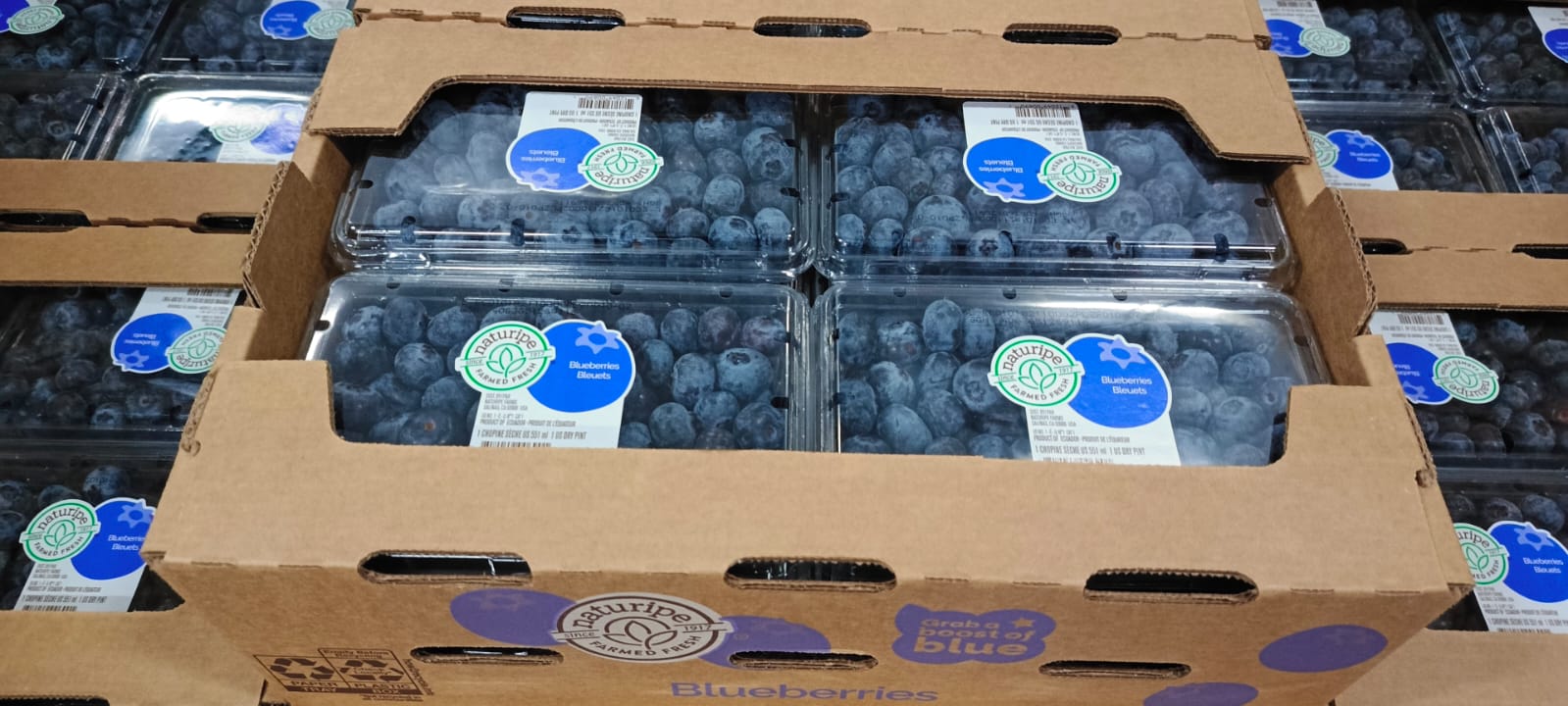 Hortifrut Ecuador ships first blueberries of the season to the U.S.