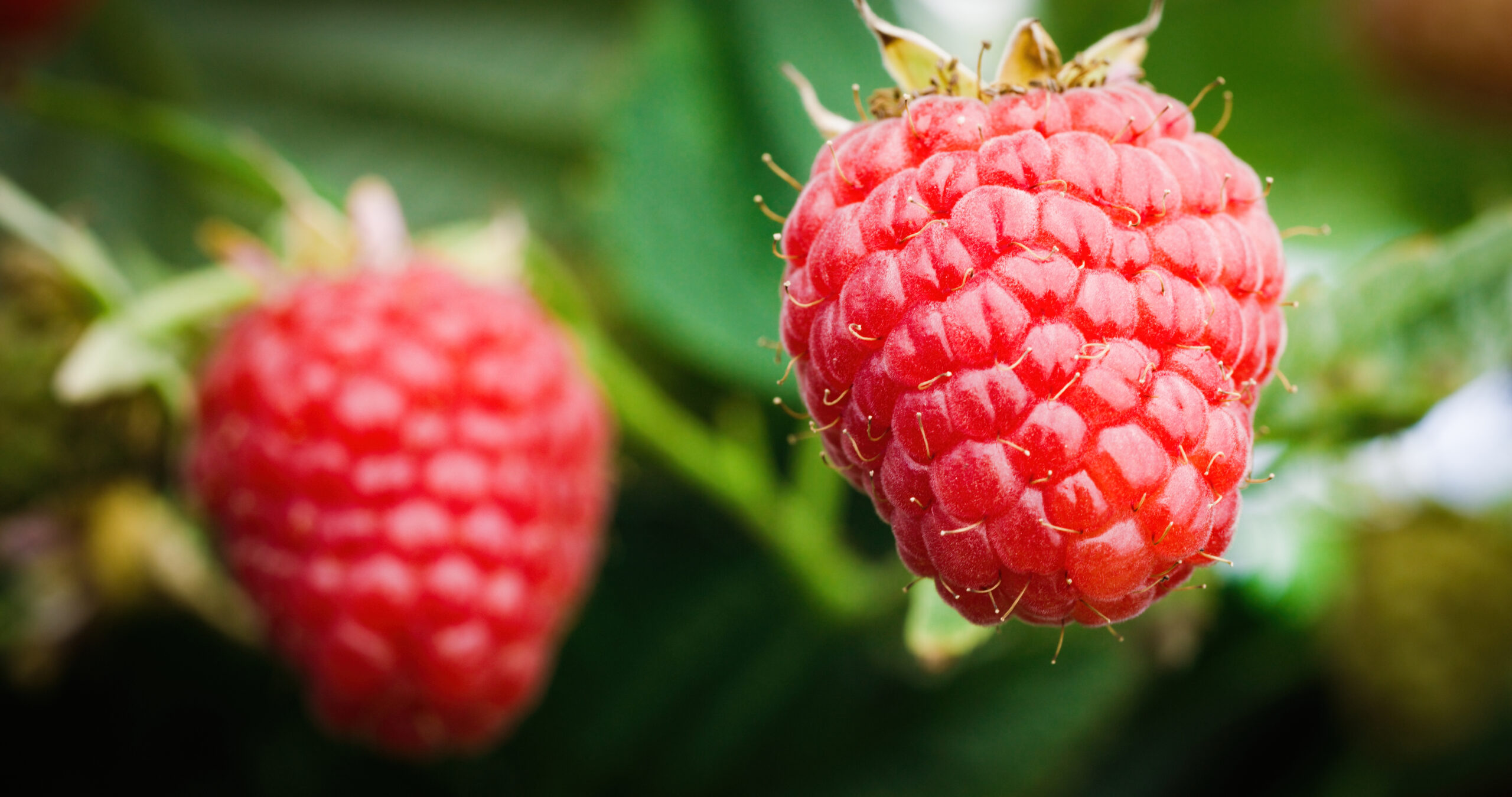 Naturipe Farms celebrates peak raspberry harvest