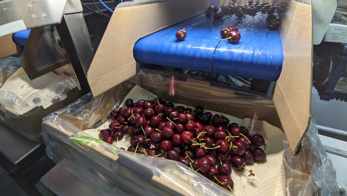 Chile: Challenges for cherry exports in the wake of a historic season
