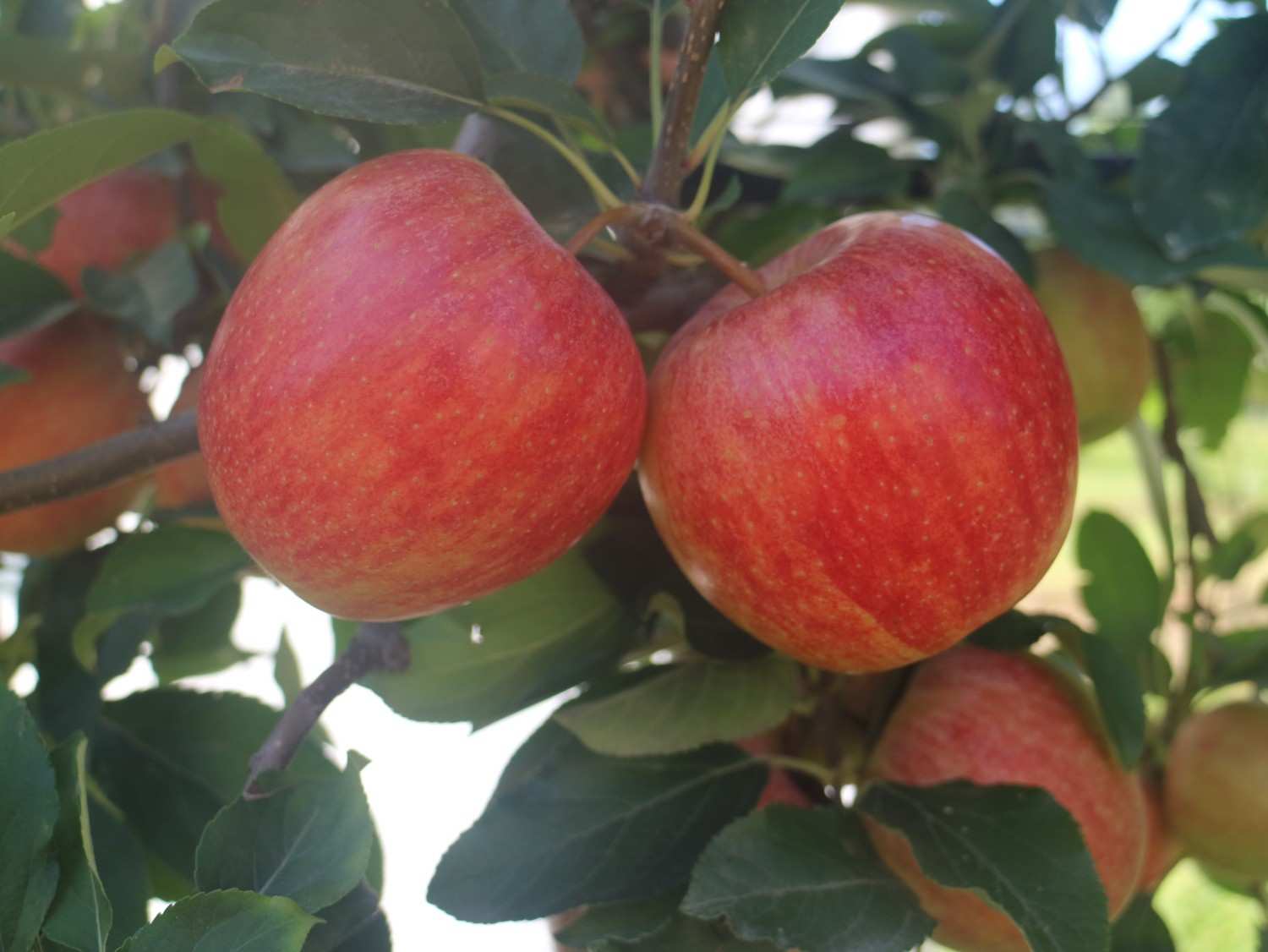 New Gala “clones” stand out in the early apple market