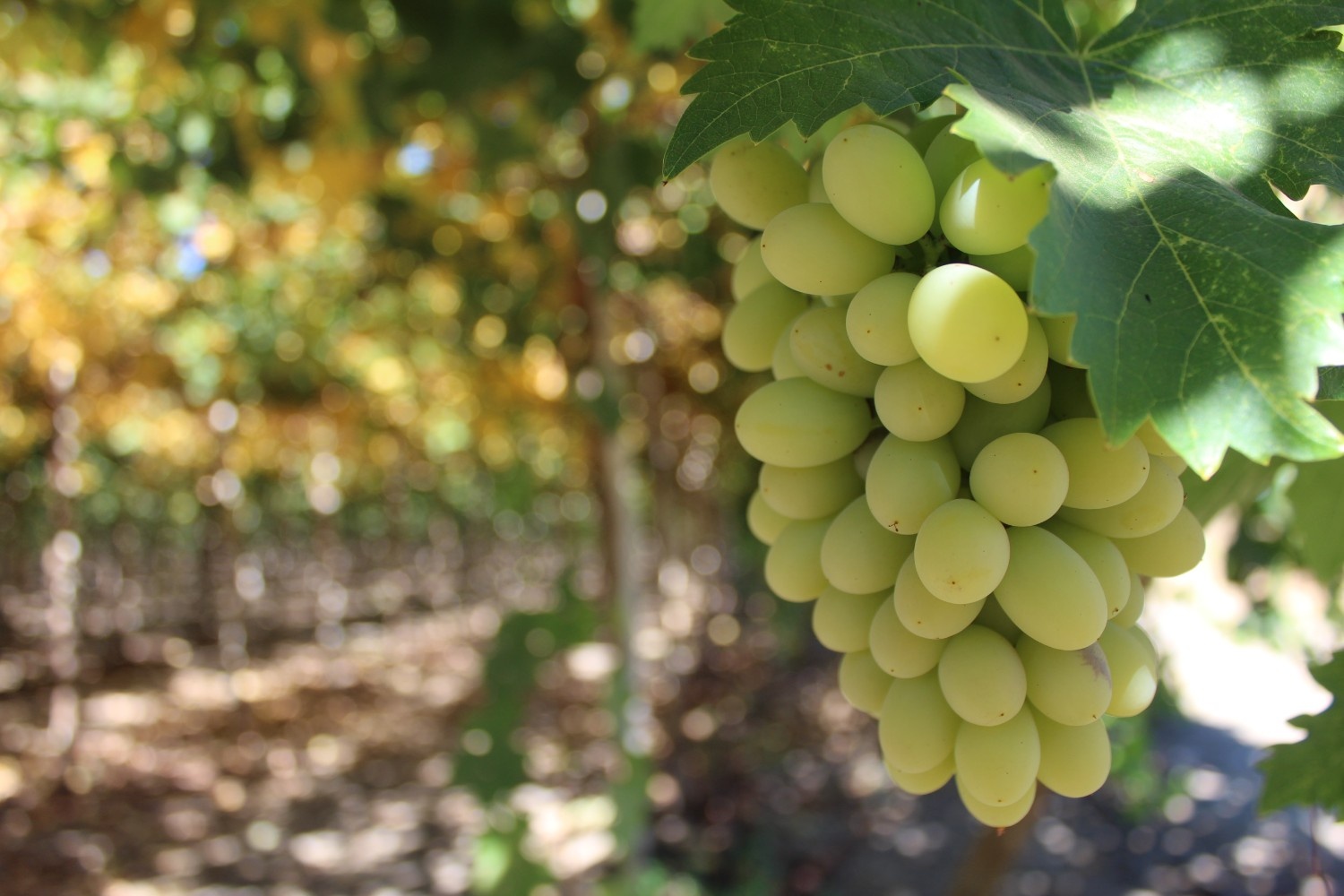 Strong consumption maintains a dynamic table grape season in California