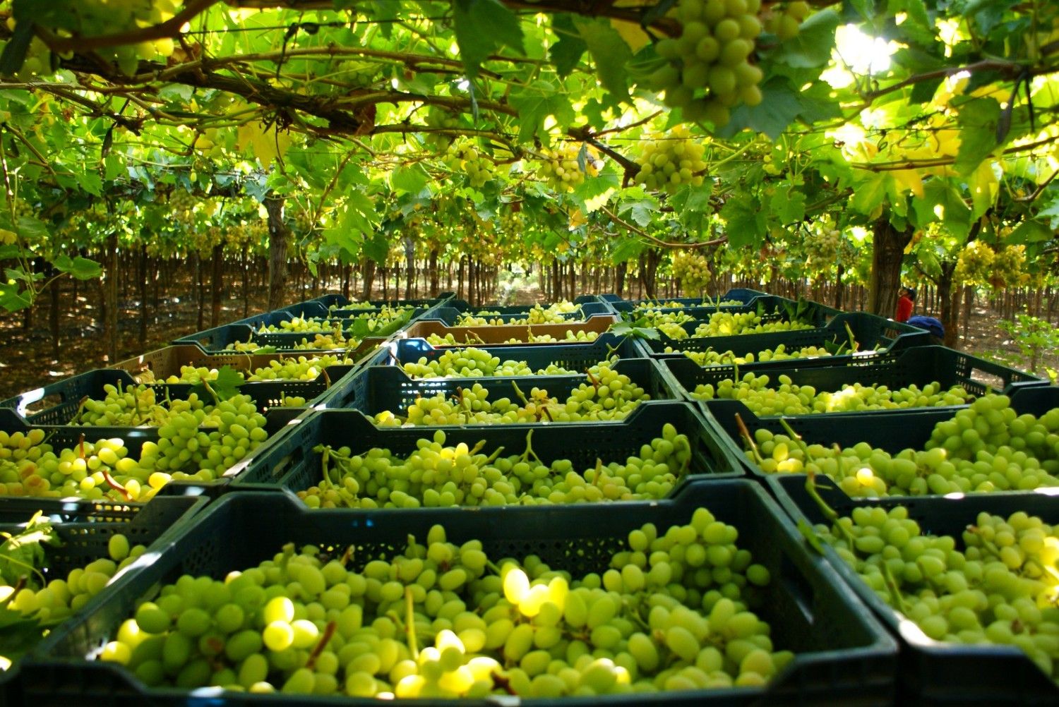 California grape growers file suit to challenge recent USDA Systems ...