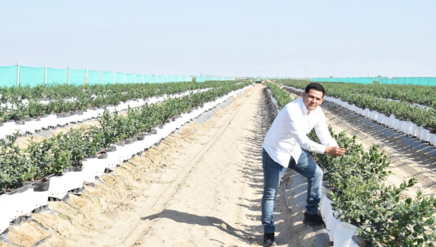 Experts suggest Peru could achieve a record in blueberries this season