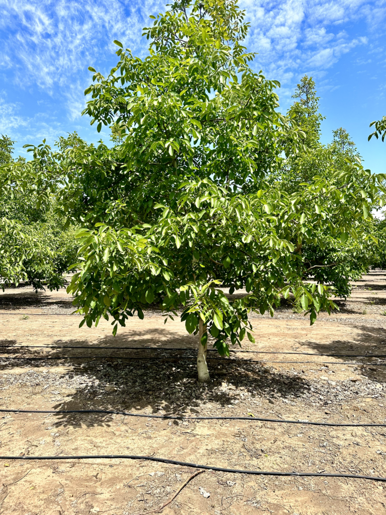 Chilean walnut sector looks to US research to improve profitability