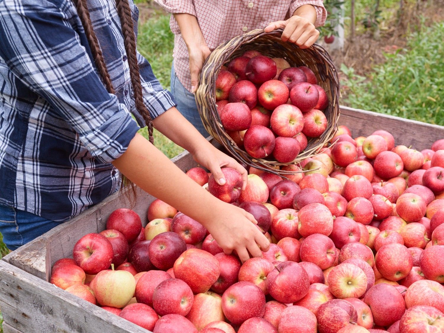 Certified organic apple products available year-round from a unique ...