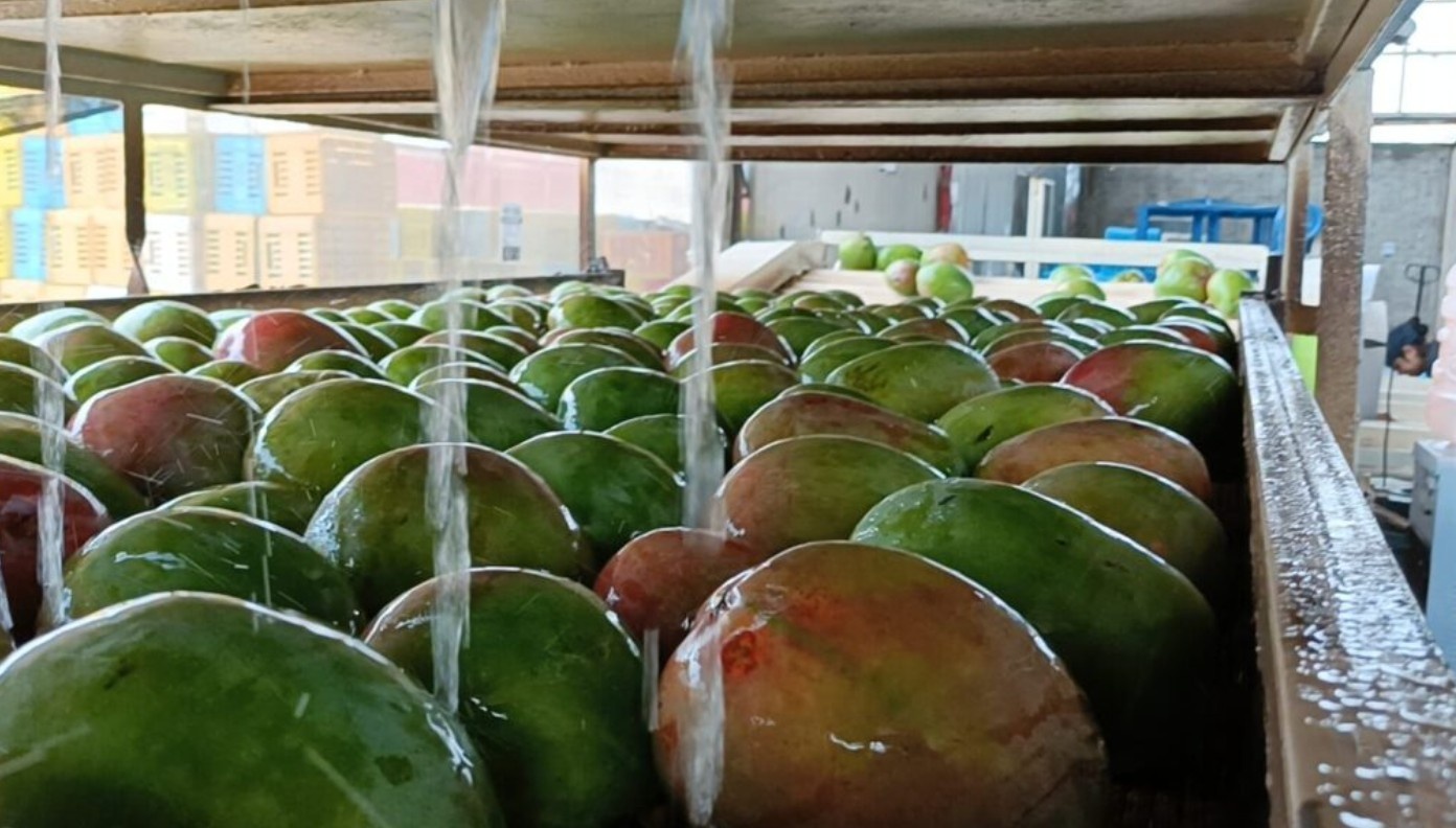 Mexican mango export season comes to an end