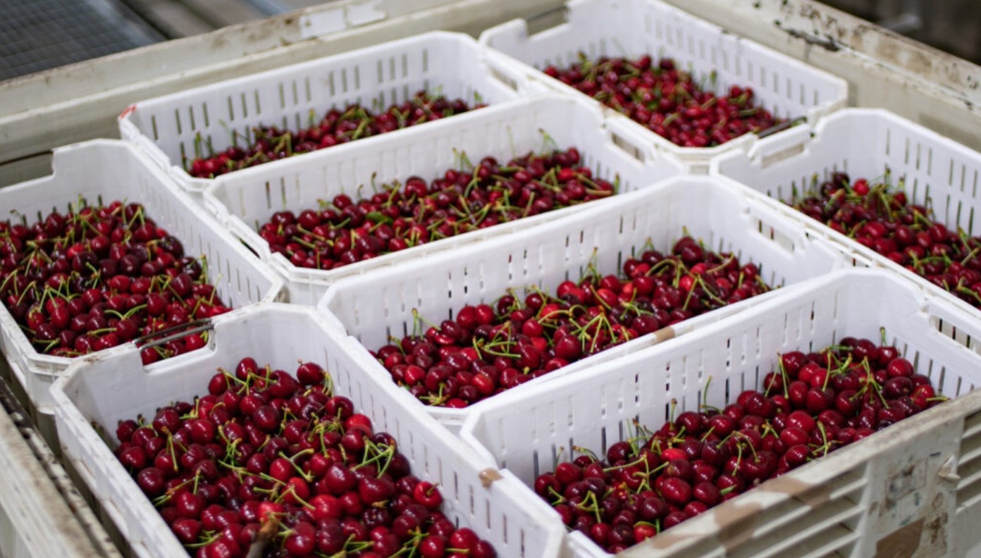 How Chileans are exporting cherries to China with cold treatment