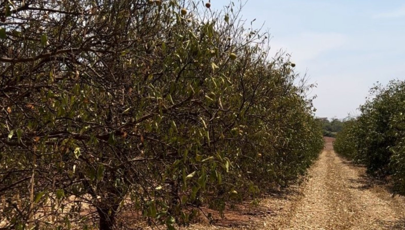 Research looks for drought-tolerant citrus varieties