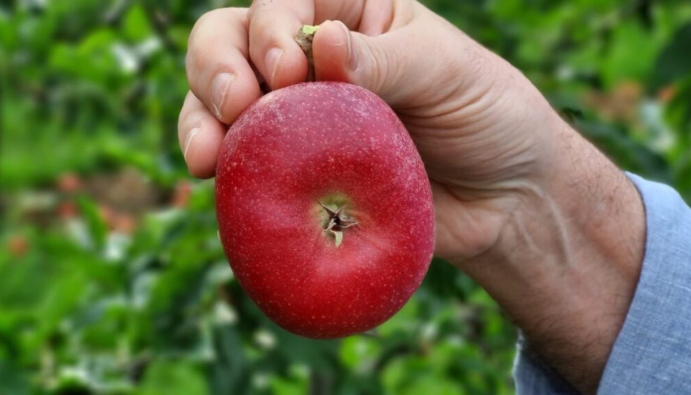 How a once leading apple exporting country is trying to bring back its ...