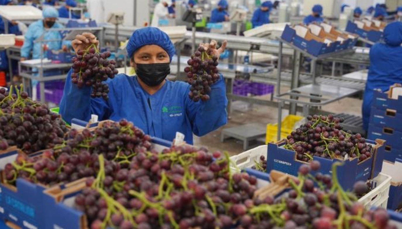 Road blockades in Peru affecting table grape exports