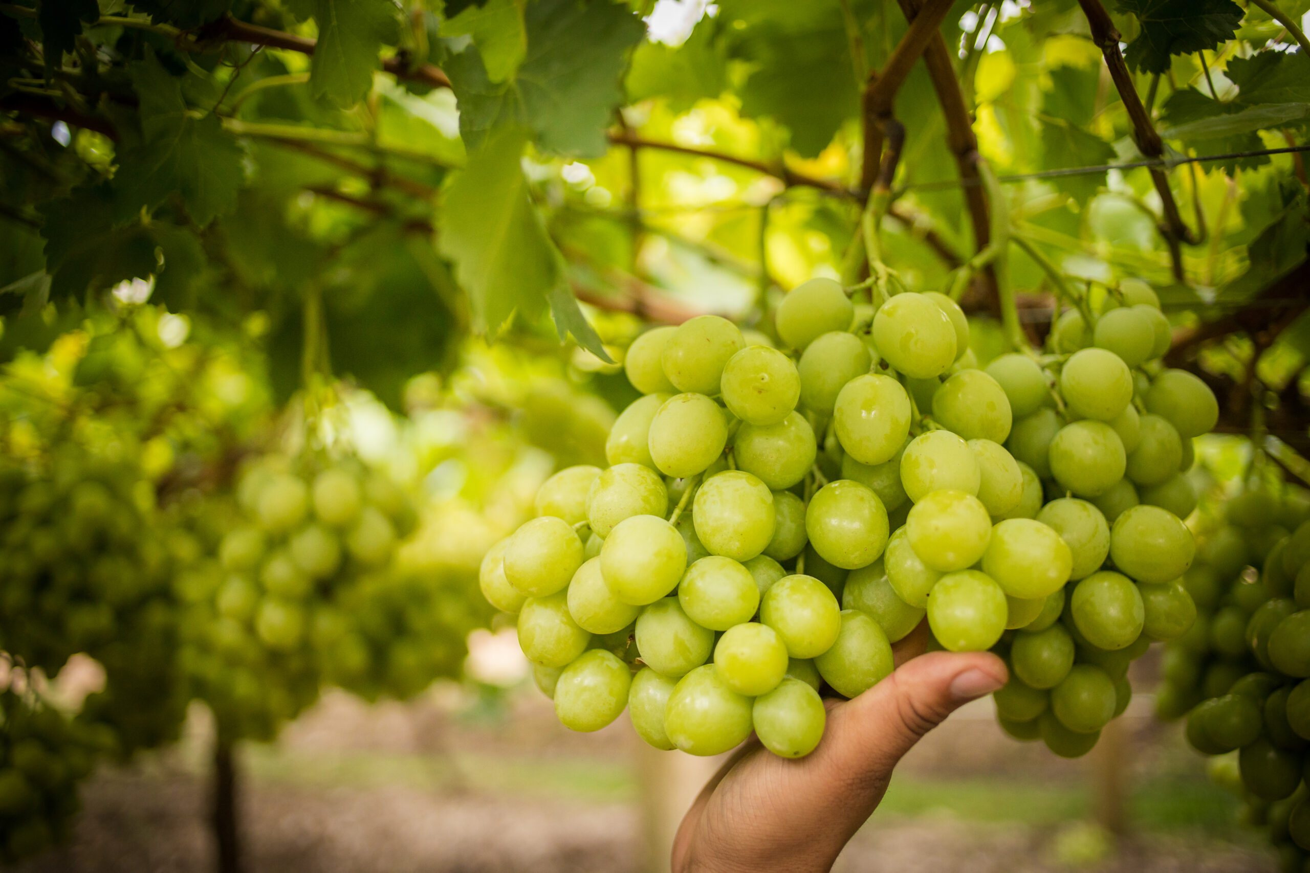 California Table Grape Commission honors the life and legacy of Karen Hearn