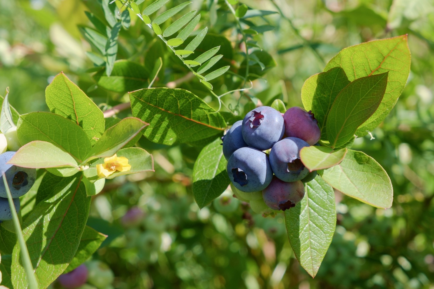 Peruvian blueberry season drives U.S. prices down as volumes soar