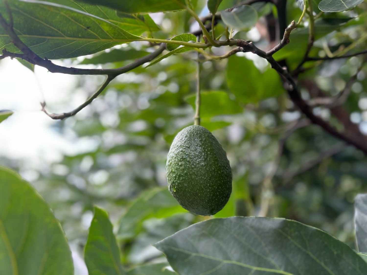 The perception of U.S. and European consumers on Latin American avocados