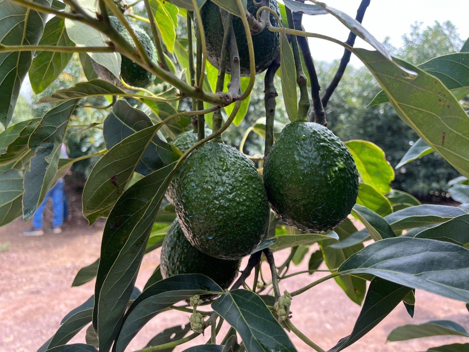 Long-term economic growth for U.S. and Mexico fueled by Mexican avocado ...