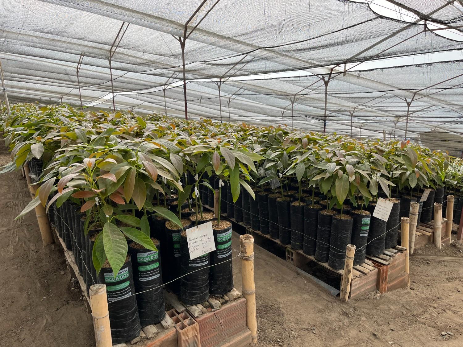 Clonal avocado trees, the future of the industry in some origins