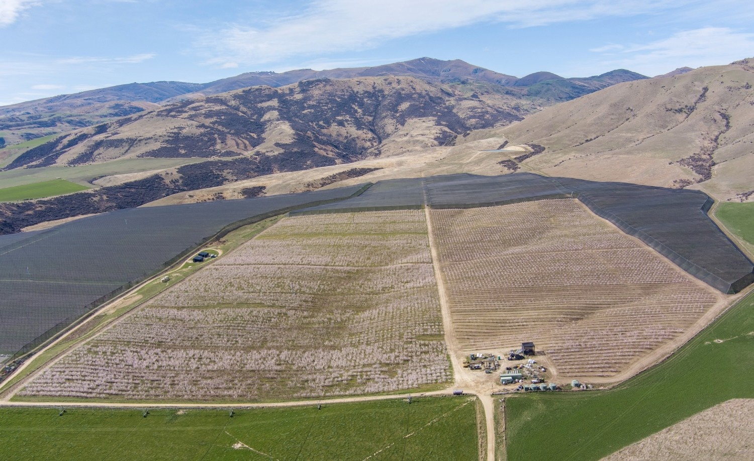 New Zealand apricots to land in markets worldwide
